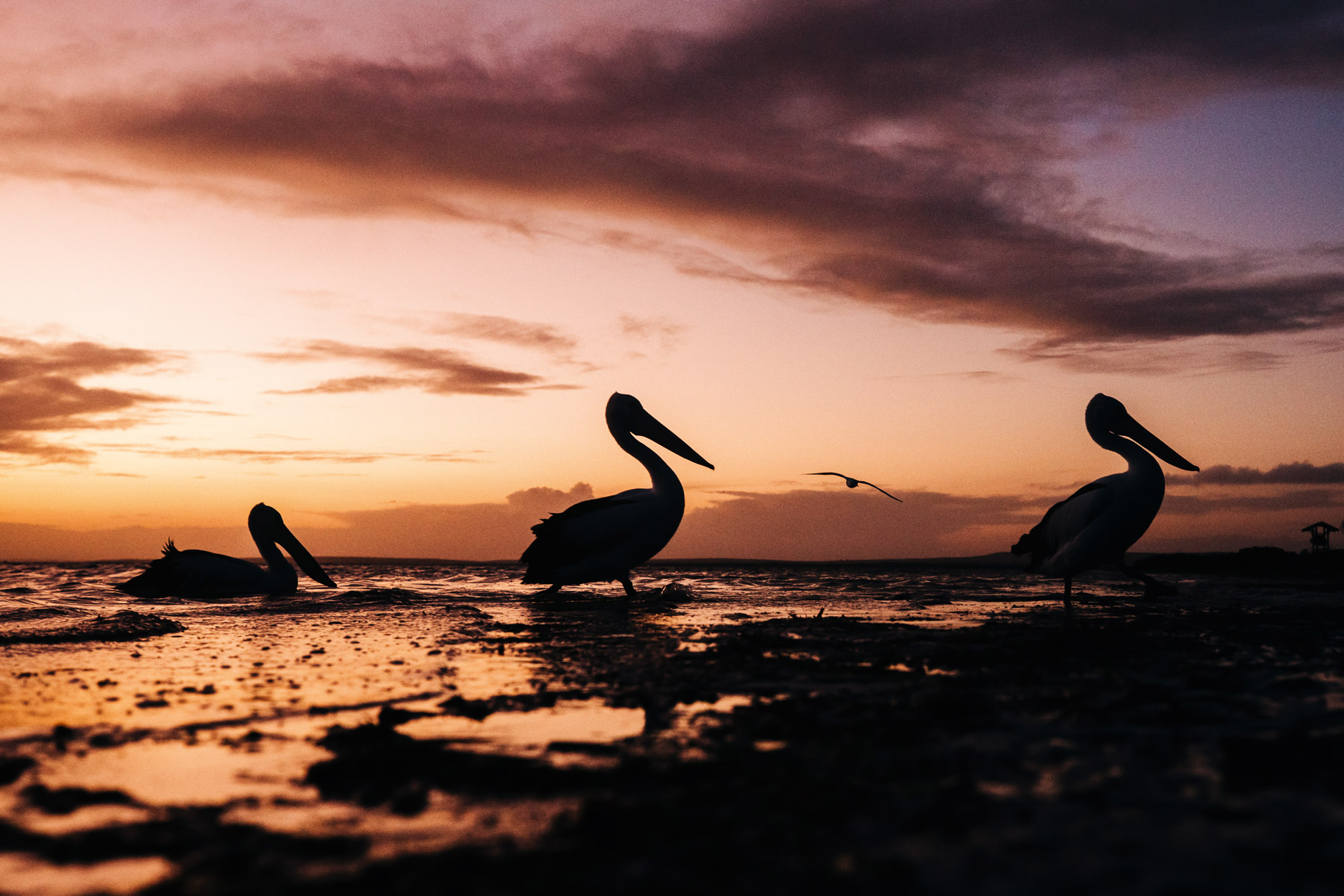 Baird Bay Experience – Australia In Style